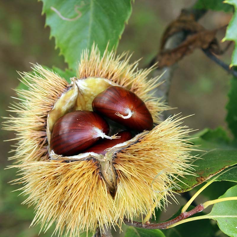 Castagne del Cilento fresche e surgelate